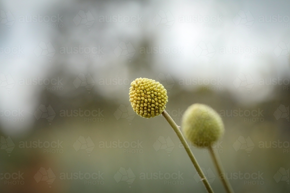 Image of Billy Button wildflower in bloom on flower farm - Austockphoto