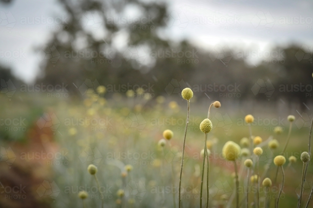Image of Billy Button wildflower in bloom on flower farm - Austockphoto