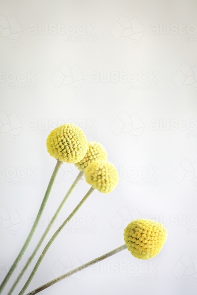 Image of Billy Buttons blooms on white background - Austockphoto
