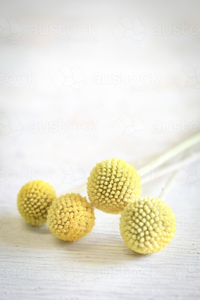 Image of Billy Buttons blooms on white background - Austockphoto