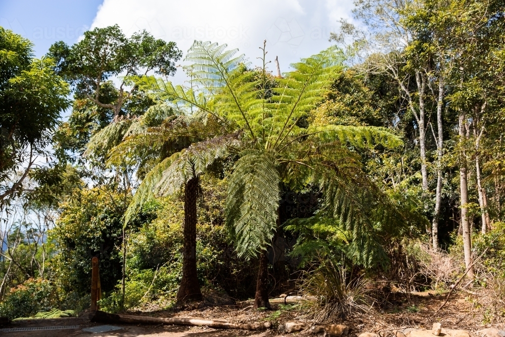 Image of Binna Burra tree fern - Austockphoto