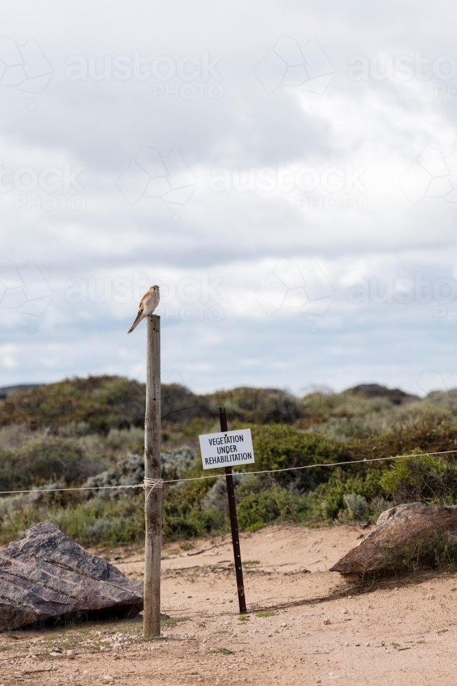 Image of bird of prey on post in revegetation area - Austockphoto