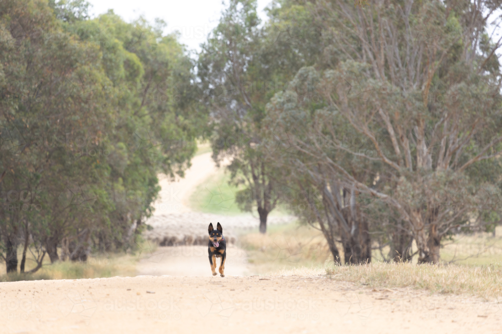 Image of Black and tan kelpie standing on a road with a mob of sheep ...