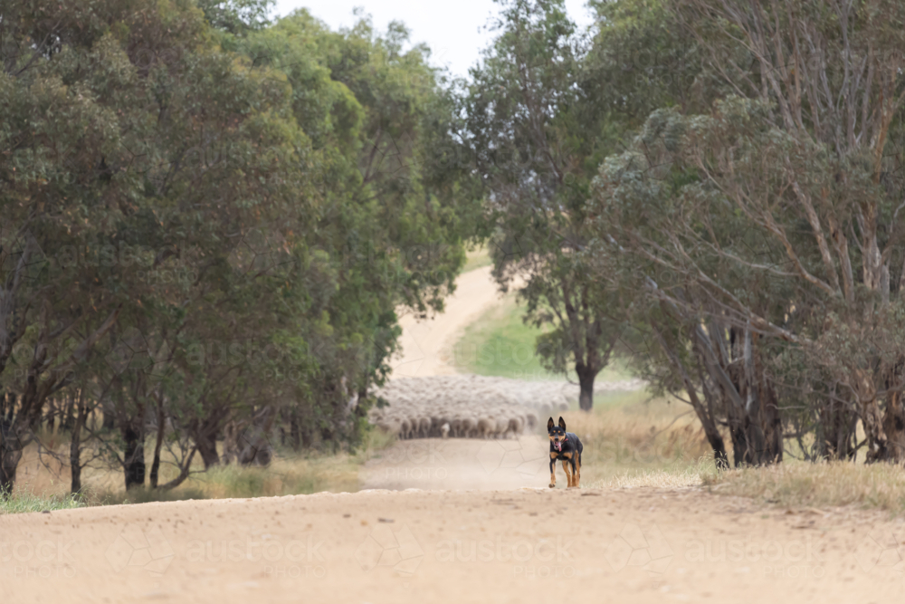 Image of Black and tan kelpie standing on a road with a mob of sheep ...
