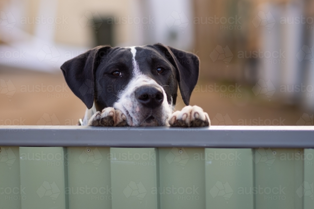 Image of black and white dog peering over a fence - Austockphoto
