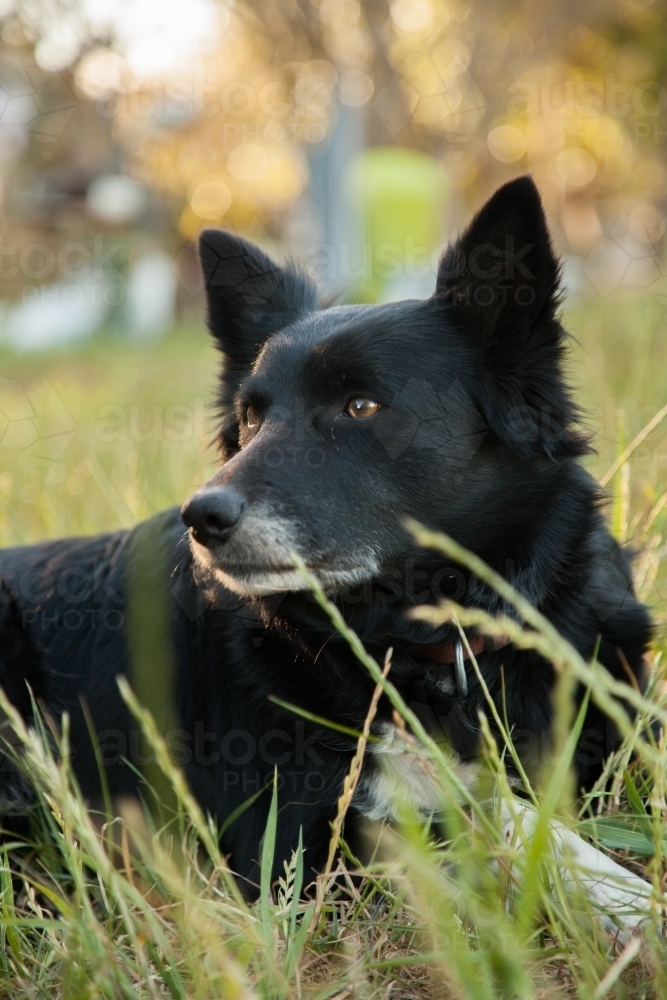 Image of Black and white working dog resting in grass in the afternoon ...