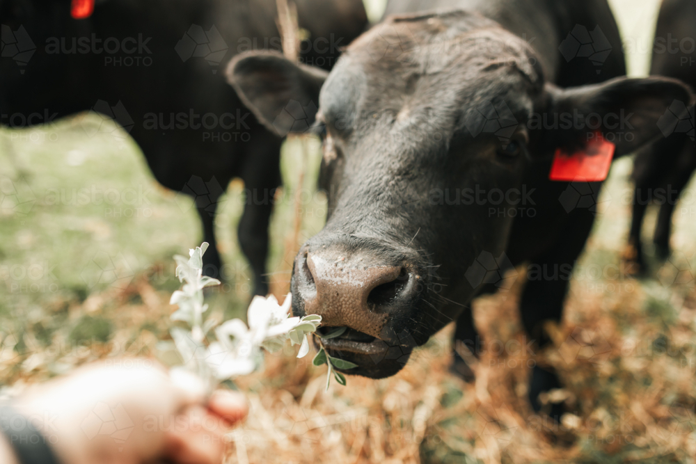 Image of Black Angus bull eating branch held out by human hand ...
