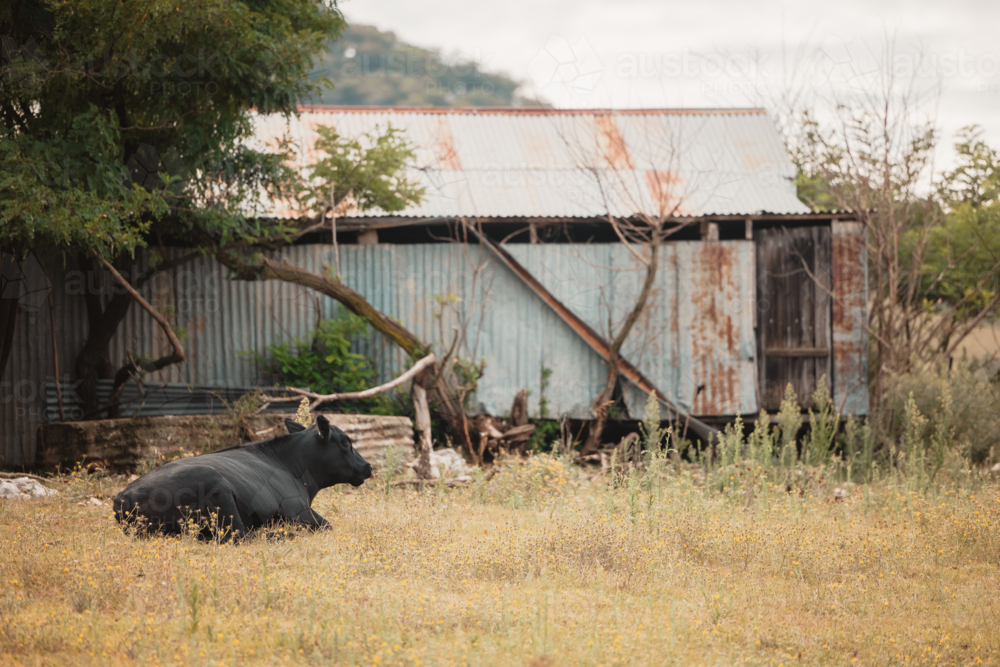 Image of Black Angus bull relaxing in paddock beside old run-down shed ...