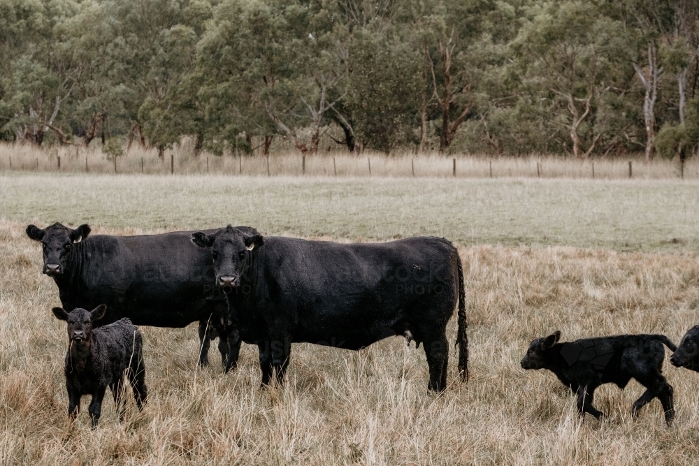 Image of Black angus cows with new calves. - Austockphoto