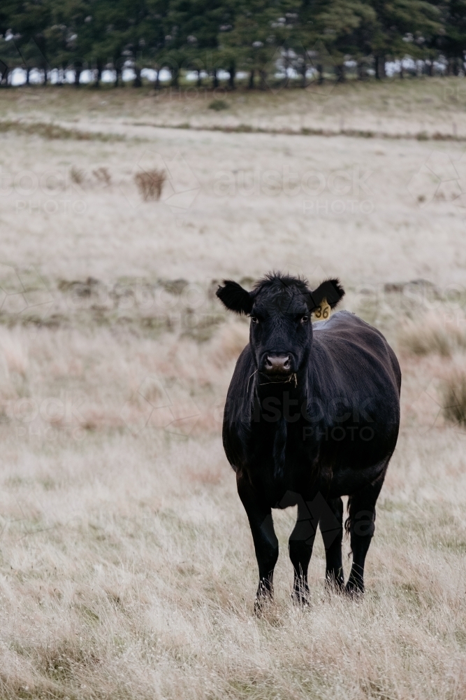 Image of Black angus heifer stands alone in the paddock. - Austockphoto