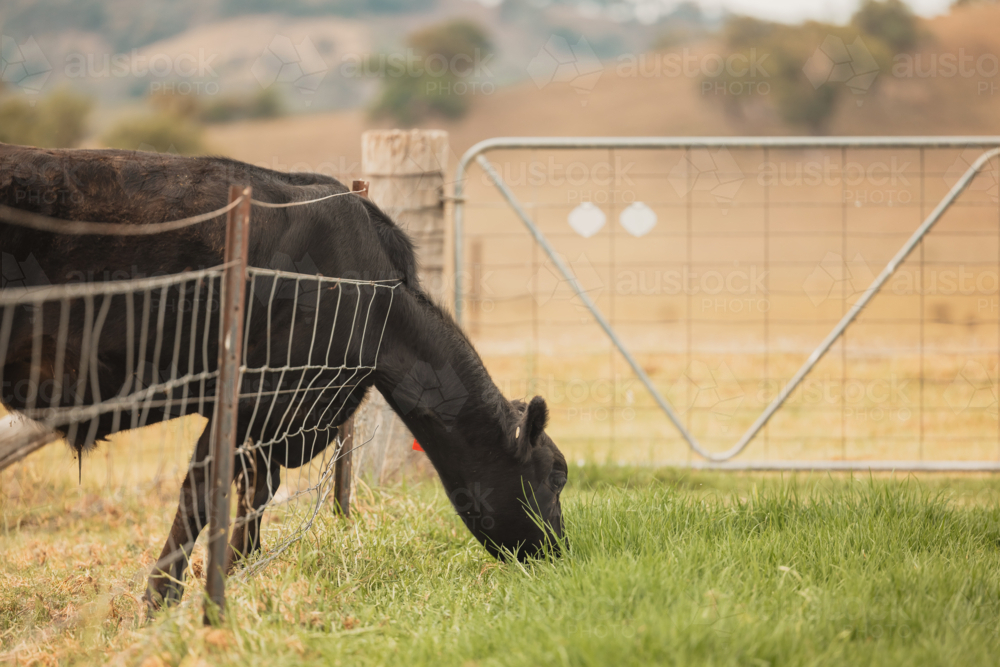 Image of Black angus steer pushing head through farm fence to eat ...