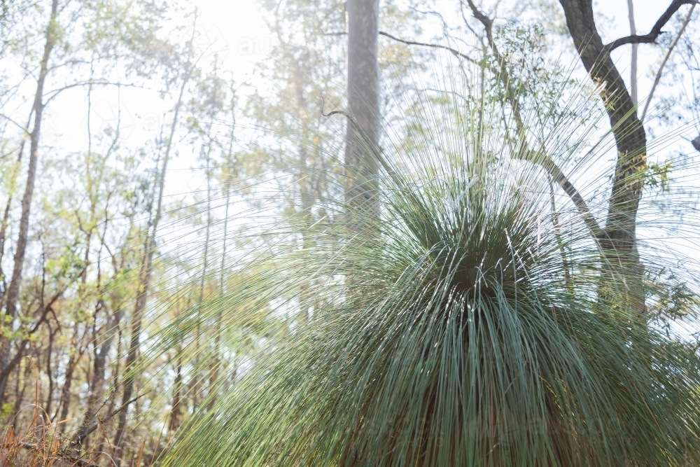 Image of Black boy grass tree in bushland - Austockphoto