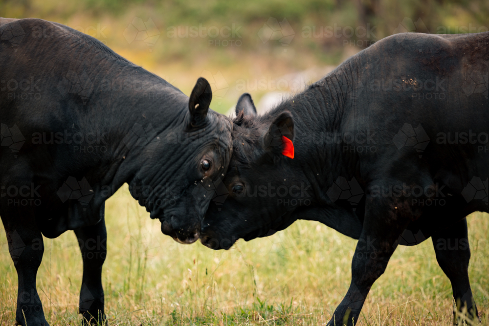 Image of Black bulls facing off in grassy field, showing strength and ...