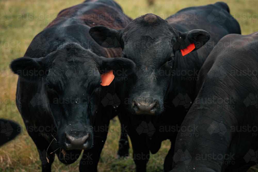 Image of Black bulls with red ear tags in green field showing curious ...