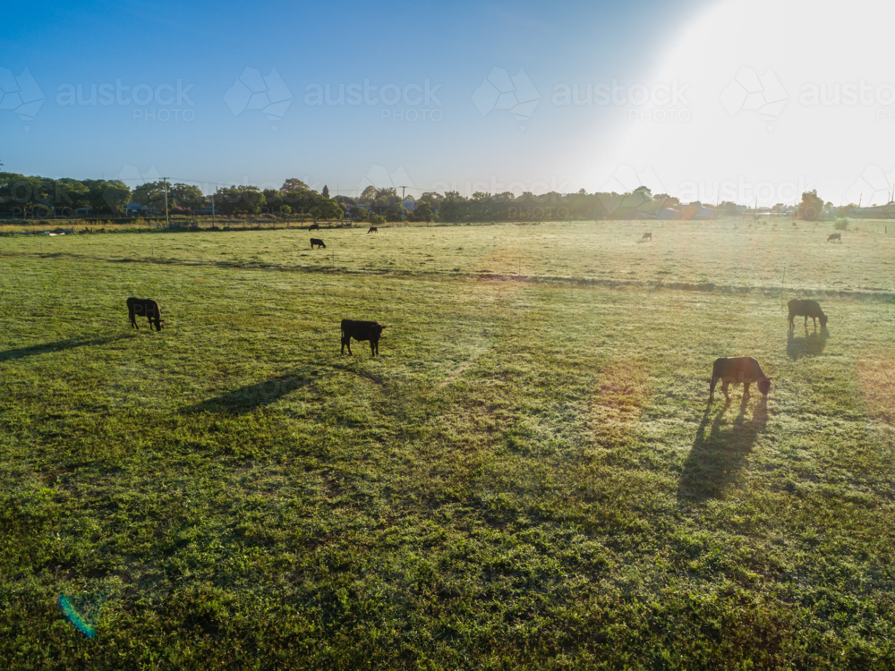 Image of Black cattle grazing in dewy green farm paddock in early ...