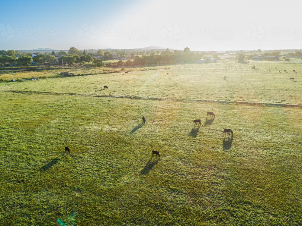 Image of Black cattle grazing in dewy green farm paddock in early ...