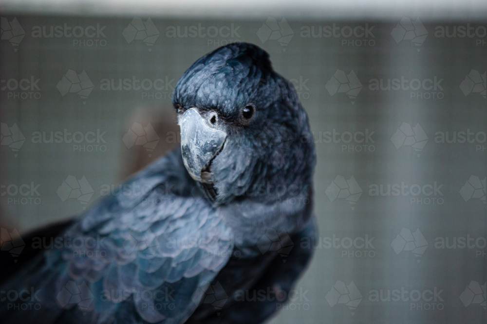 Image of Black cockatoo in a caged enclosure - Austockphoto