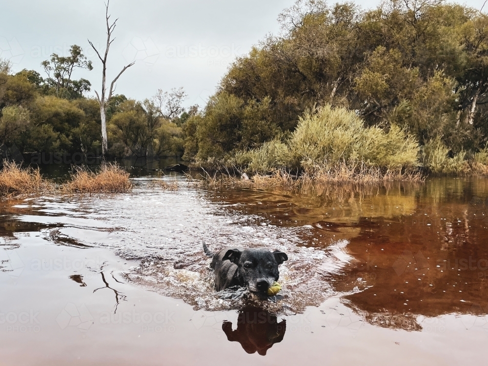 Image of Black Dog swimming in river flood way towards camera with bush ...
