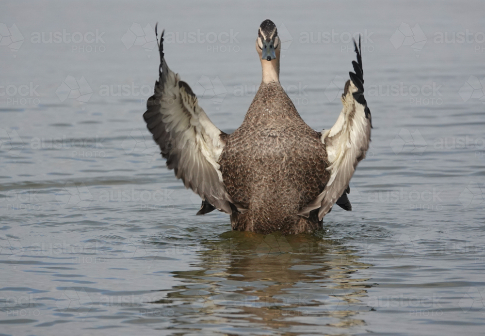 Image of Black Duck flapping wings on water - Austockphoto