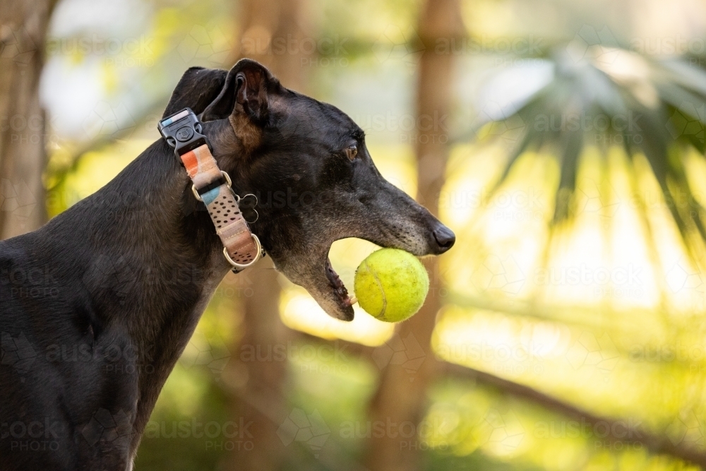 Image of Black greyhound dog playing in park holding tennis ball in ...