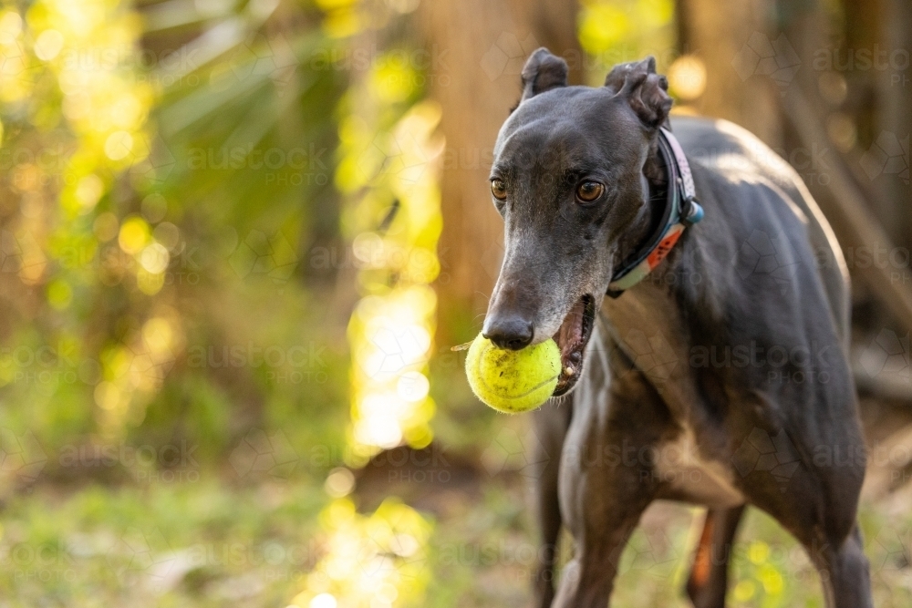 Image of Black greyhound dog playing in park holding tennis ball in ...