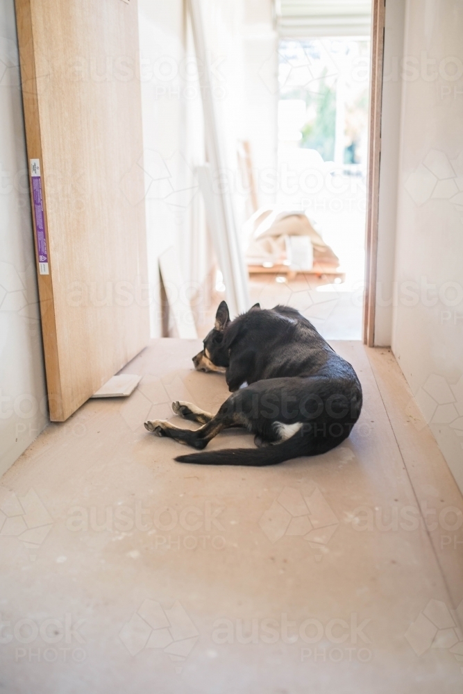 Image of Black kelpie dog sleeping in open doorway of house building ...