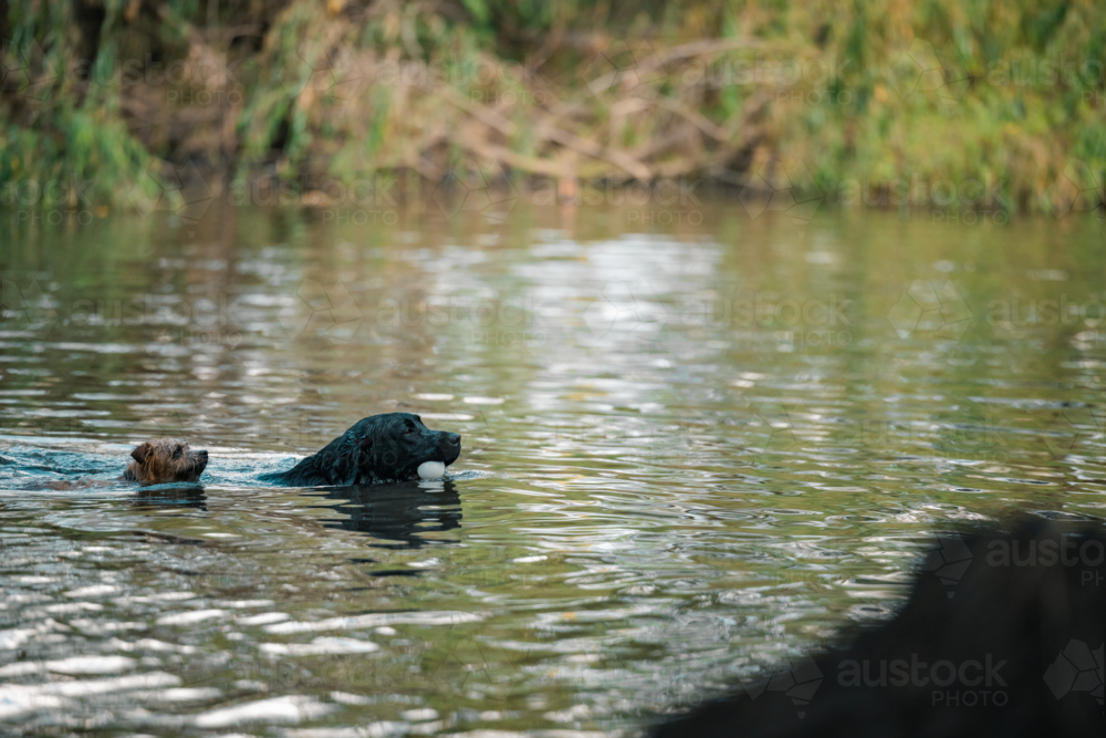 Image of Black labrador dog swimming in the river with ball in mouth ...