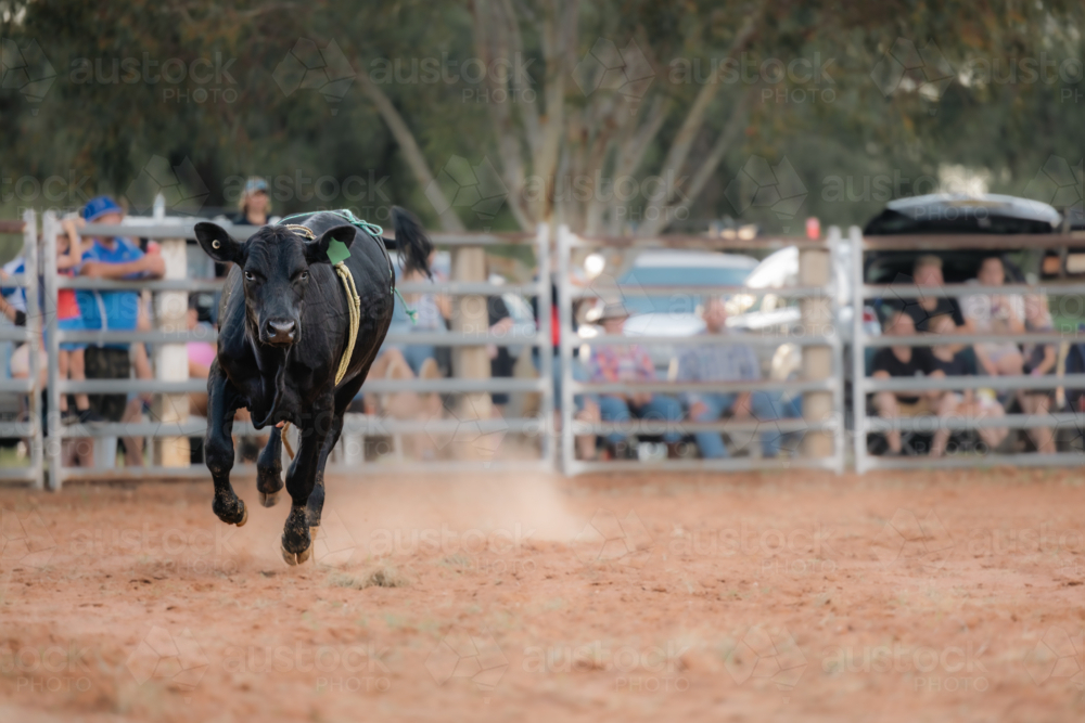 Image of Black steer running through rodeo arena after rider has fallen ...