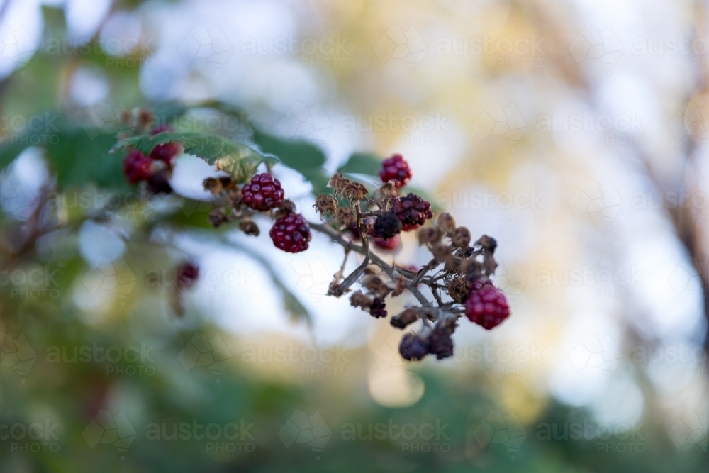 Image of Blackberry fruit - Austockphoto