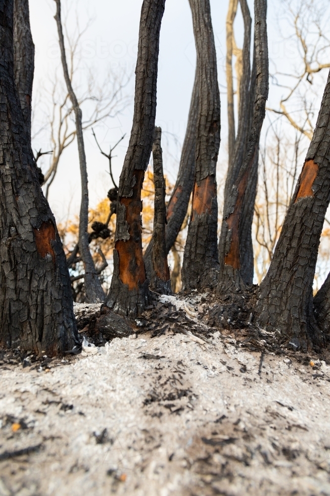 Image of Blackened burnt trees after a bushfire - Austockphoto