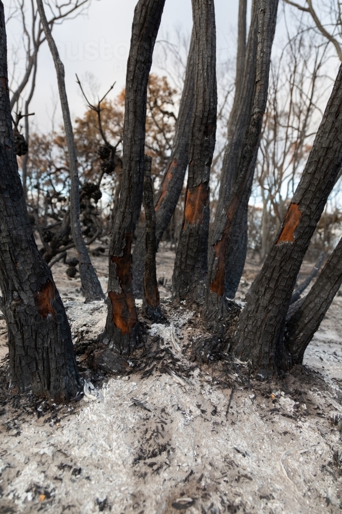 Image of Blackened tree trunks and ash after bushfire - Austockphoto