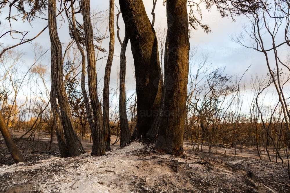 Image of Blackened tree trunks and ash after fire - Austockphoto
