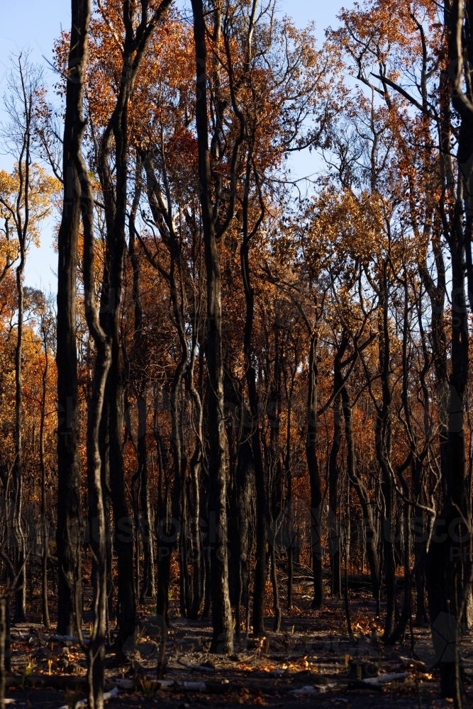 Image of blackened tree trunks with orange foliage after fire ...