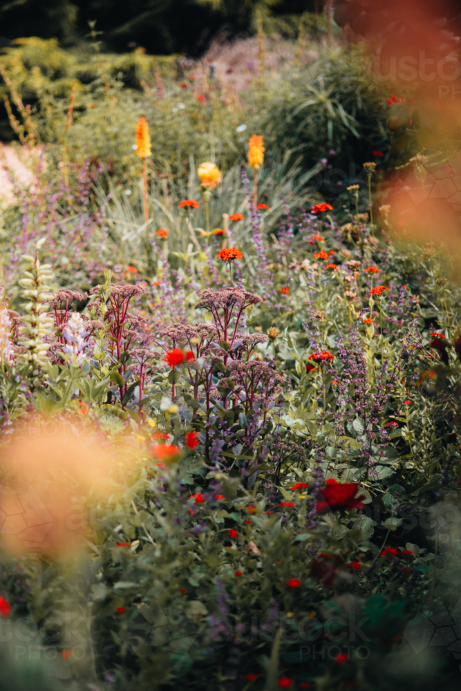 Image of Blooming garden bursting with various flowers and plants ...