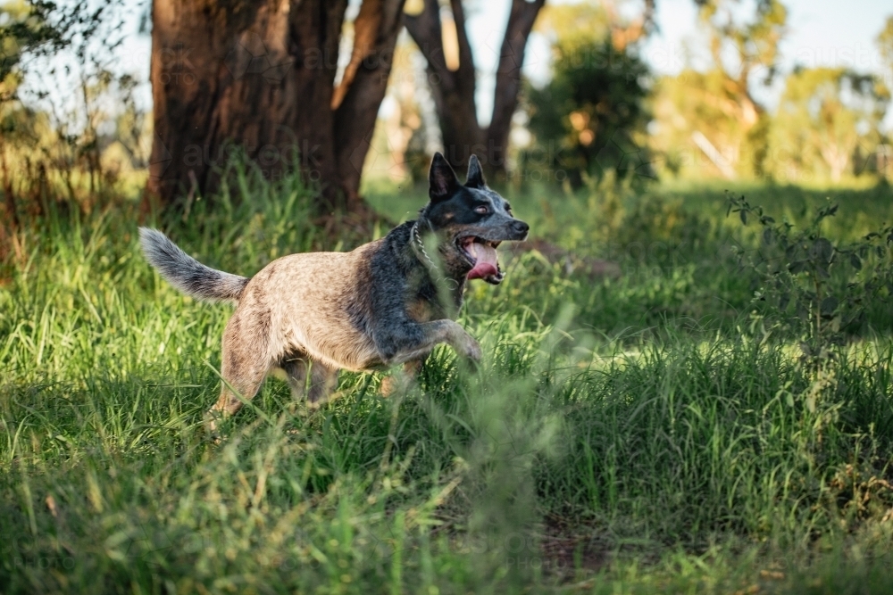 Image of Blue heeler cattle dog playing in the Australian bush with ...