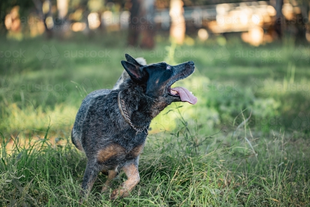 Image of Blue heeler cattle dog playing in the Australian bush with ...