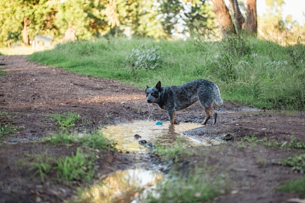 Image of Blue heeler dog playing with blue ball in puddle - Austockphoto