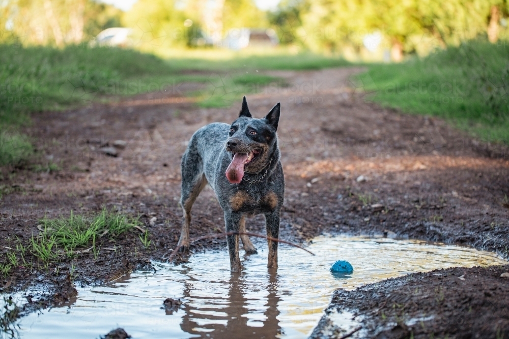 Image of Blue heeler dog playing with blue ball in puddle - Austockphoto