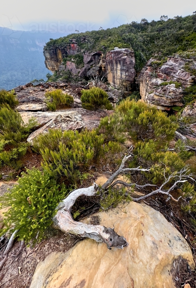 Image of Blue Mountains Scene of Rocks, Bushes, Dead Wood, and Cliffs ...