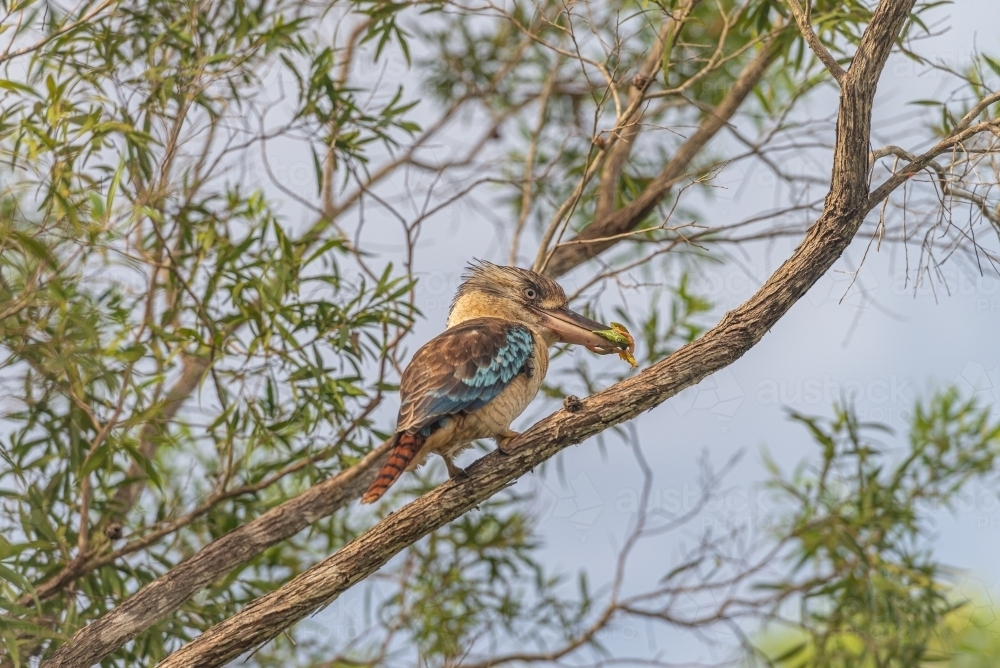 Image of Blue Winged Kookaburra eating Green Tree frog - Austockphoto