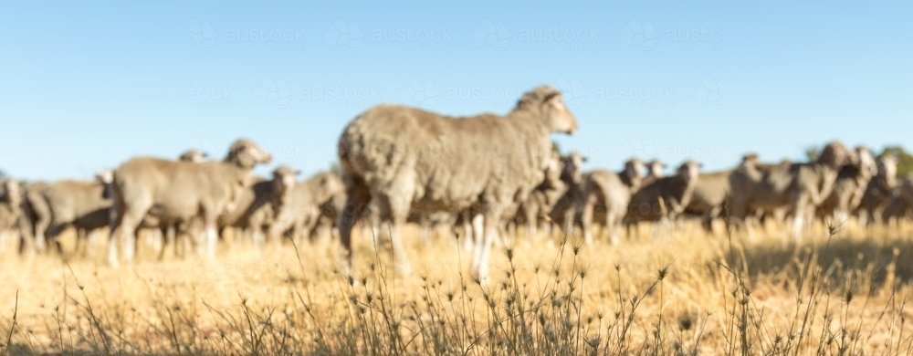 Image of Blurred mob of sheep with grass in foreground - Austockphoto