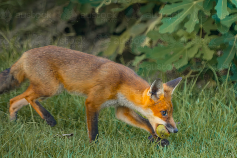 Image of blurry out of focus European Red Fox in a rural Australian ...