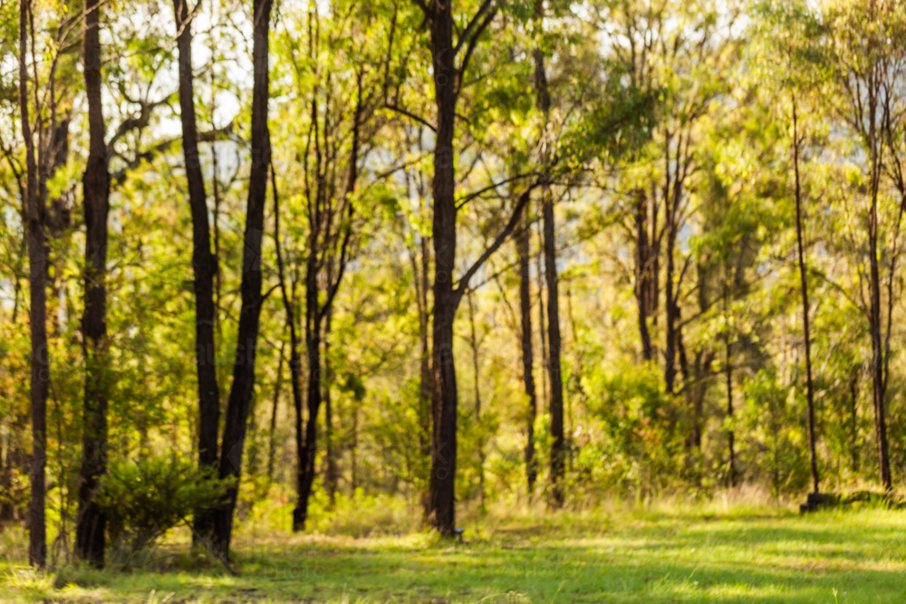 Image of Bokeh out of focus bushland background of ironbark gum trees ...