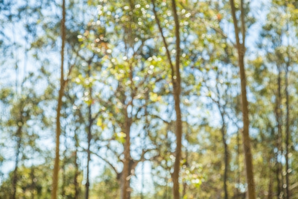 Image of Bokeh out of focus gum tree bushland background - Austockphoto