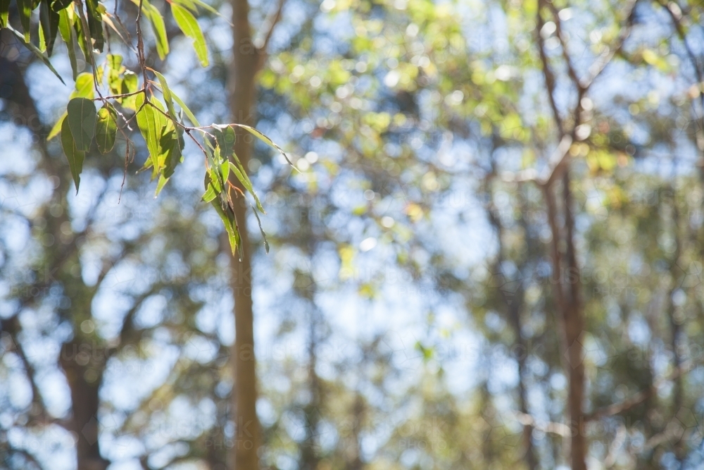 Image of Bokeh out of focus gum tree bushland background - Austockphoto