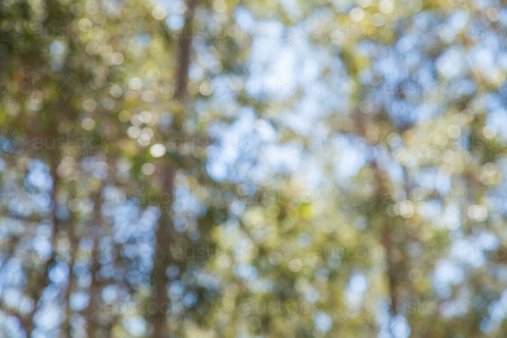 Image of Bokeh out of focus gum tree bushland background - Austockphoto