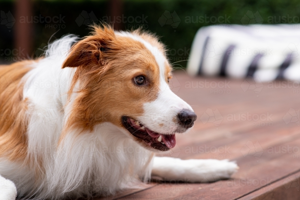 Image of border collie - Austockphoto