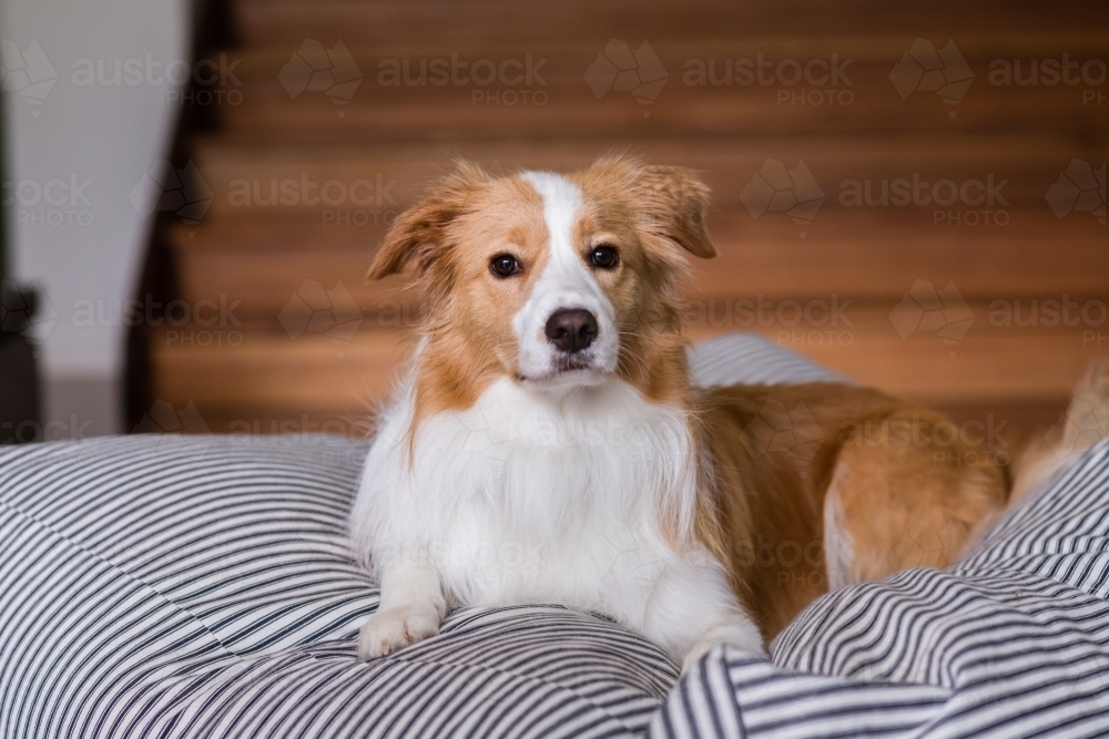 Image of border collie dog on a bean bag - Austockphoto