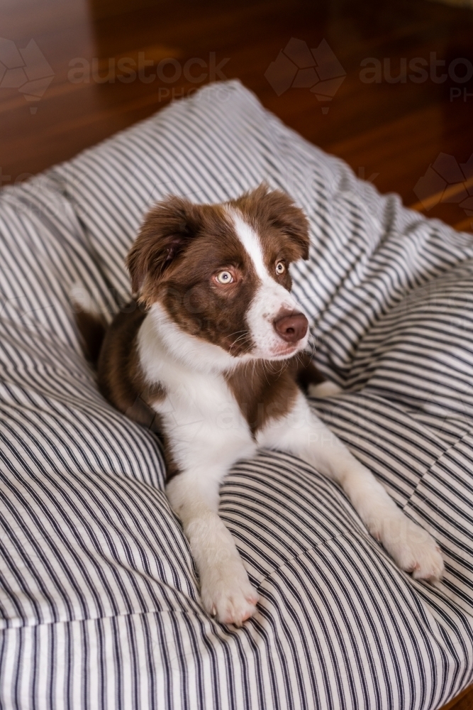 Image of border collie dog on a bean bag - Austockphoto
