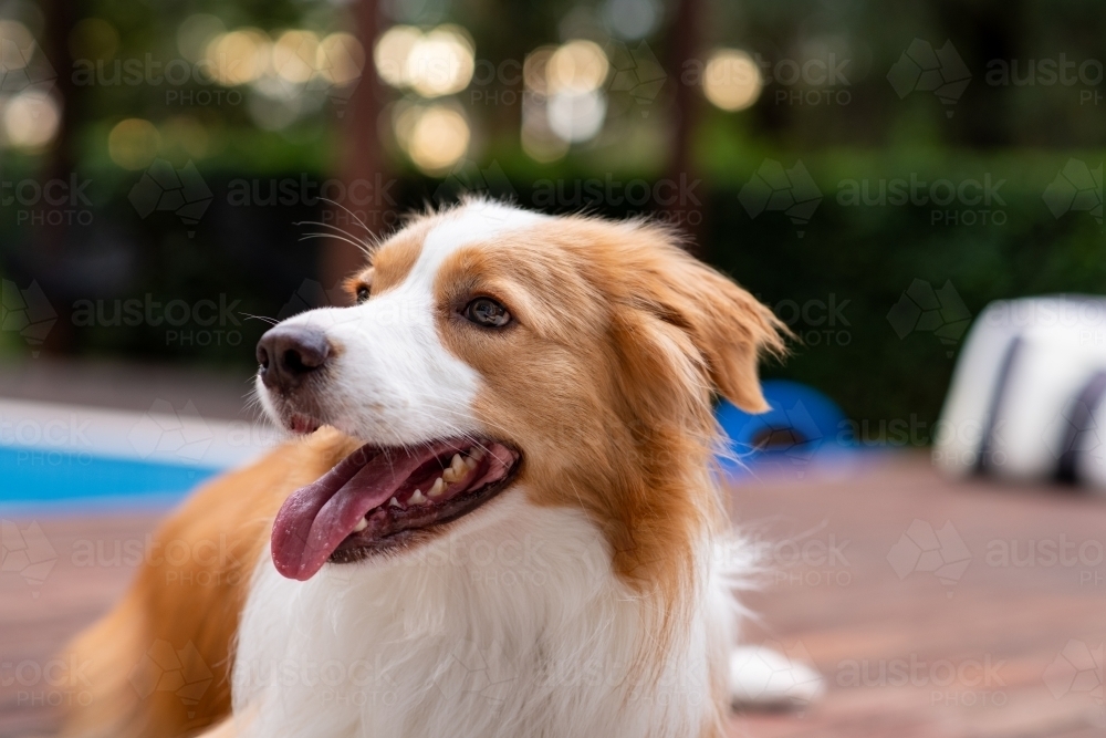 Image of border collie happy dog - Austockphoto